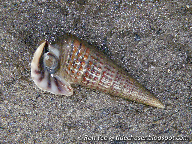 tHE tiDE cHAsER: Horn Shells & Creeper Snails (Phylum Mollusca ...