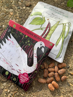 WashingtonGardener: Fenton Friday: Bean Gardening