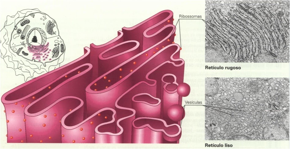 Biologia celular: construindo conhecimentos: Sistema de Endomembranas
