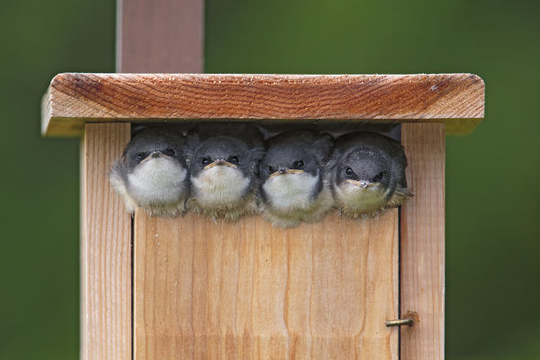 Eaton Rapids Joe Nest Boxes For Tree Swallows
