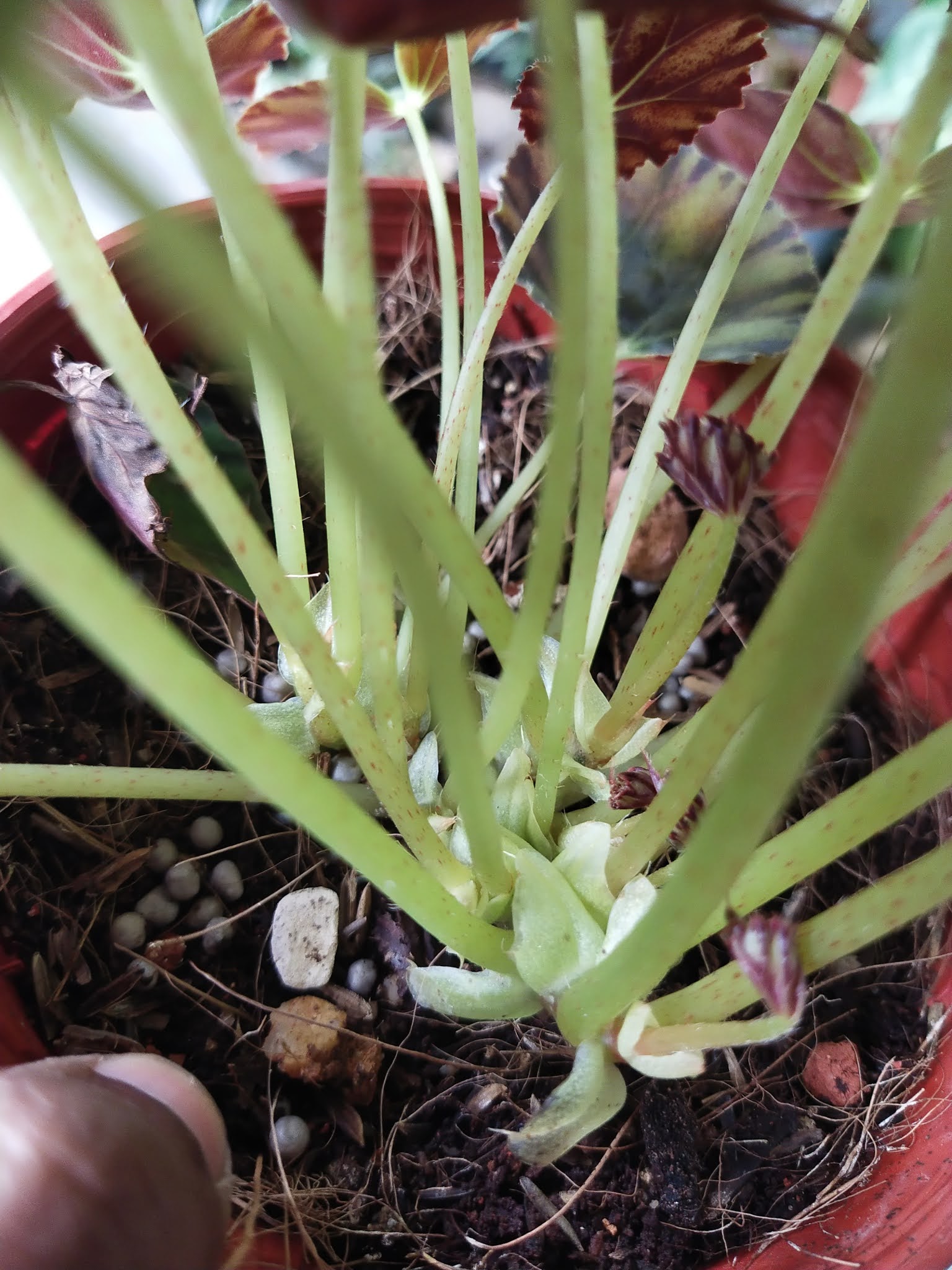 Garden Chronicles of James David: Begonia - mazae f nigricans (Updated ...