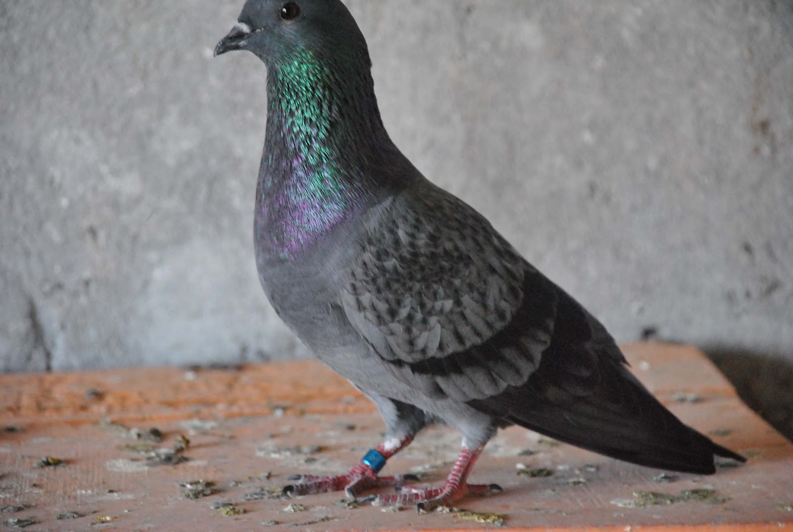 Burung Dara Warna Tritis Inilah Berbagai Jenis Dan Foto Burung Dara ...