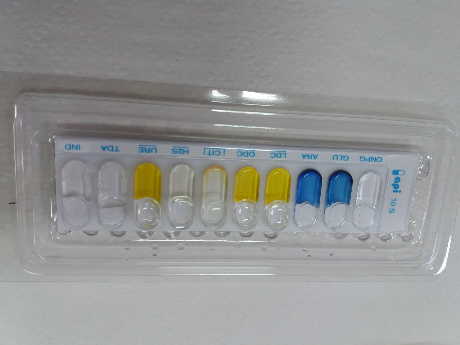 PRÁCTICA: API 20 E Y API 10 S (16/01/18)