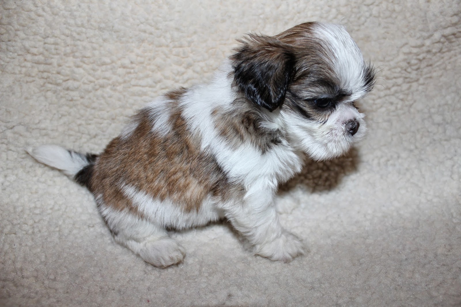 Lhasa Apso - Penny's Pups from birth to new homes: Molly's Puppy's 5 ...