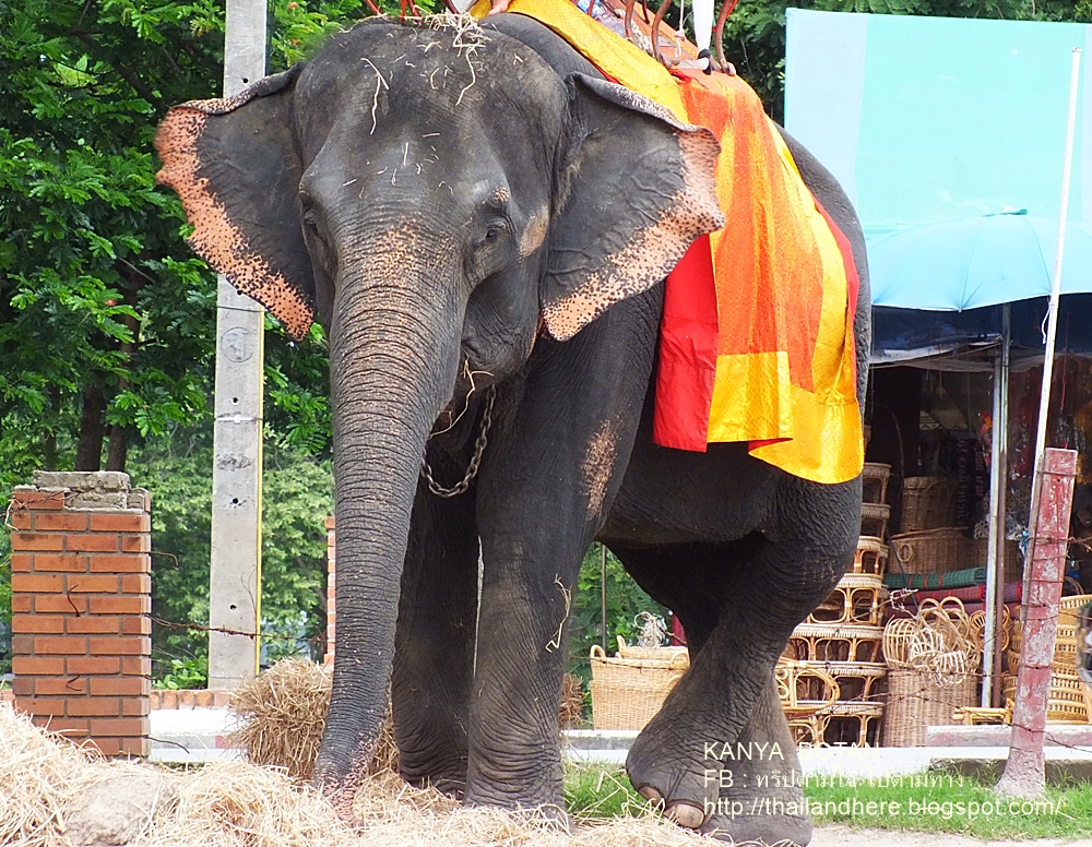 Thailand here ทริปตามใจ ไปตามทาง: ปางช้างอยุธยา คุ้มขุนแผน อยุธยา ...