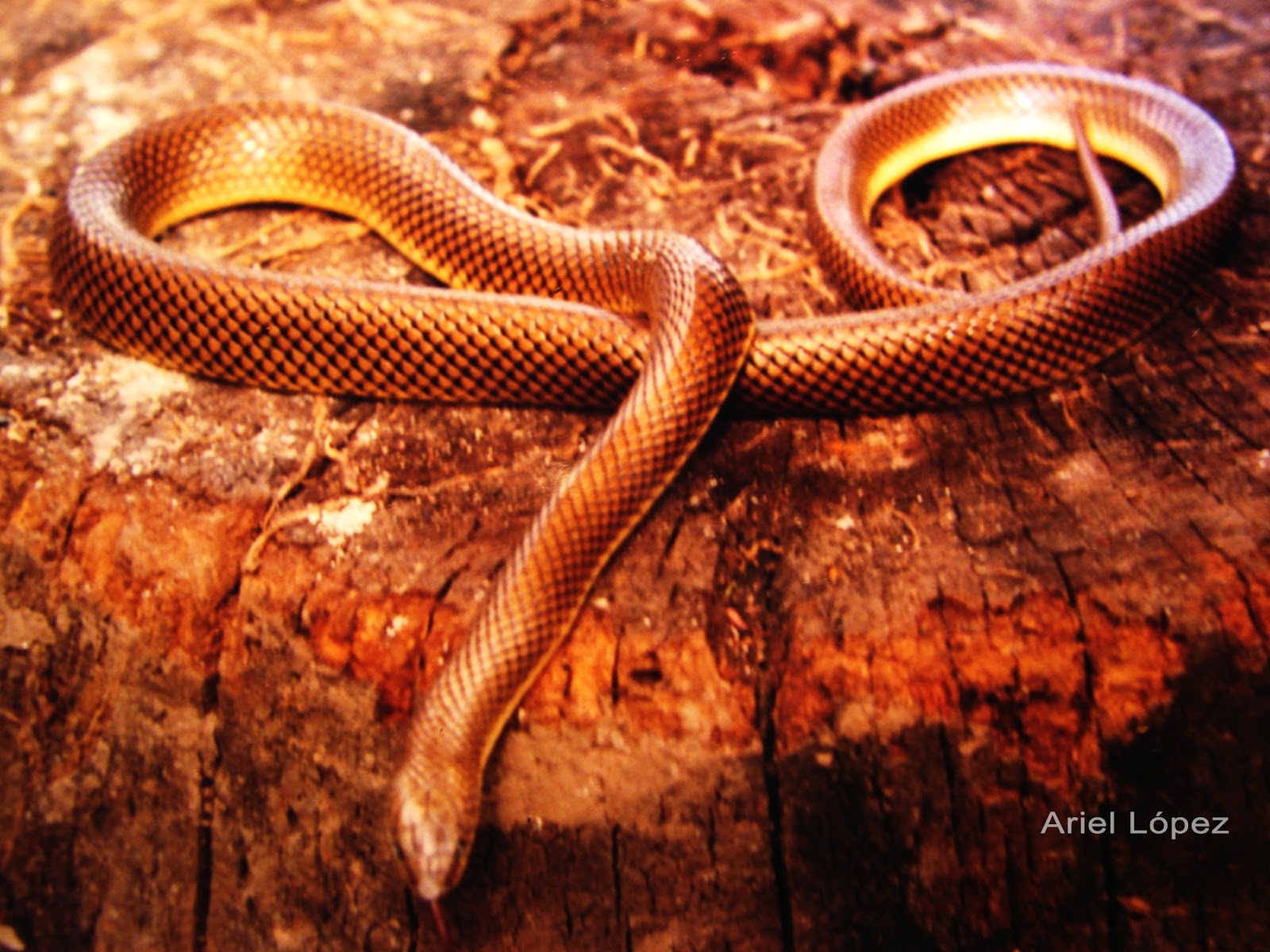 Herpetozona: Fichas de Reptiles