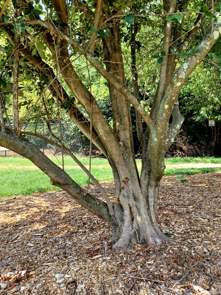 Future Plants by Randy Stewart: Snowbells