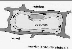 Entorno Vivo: Circulación Celular