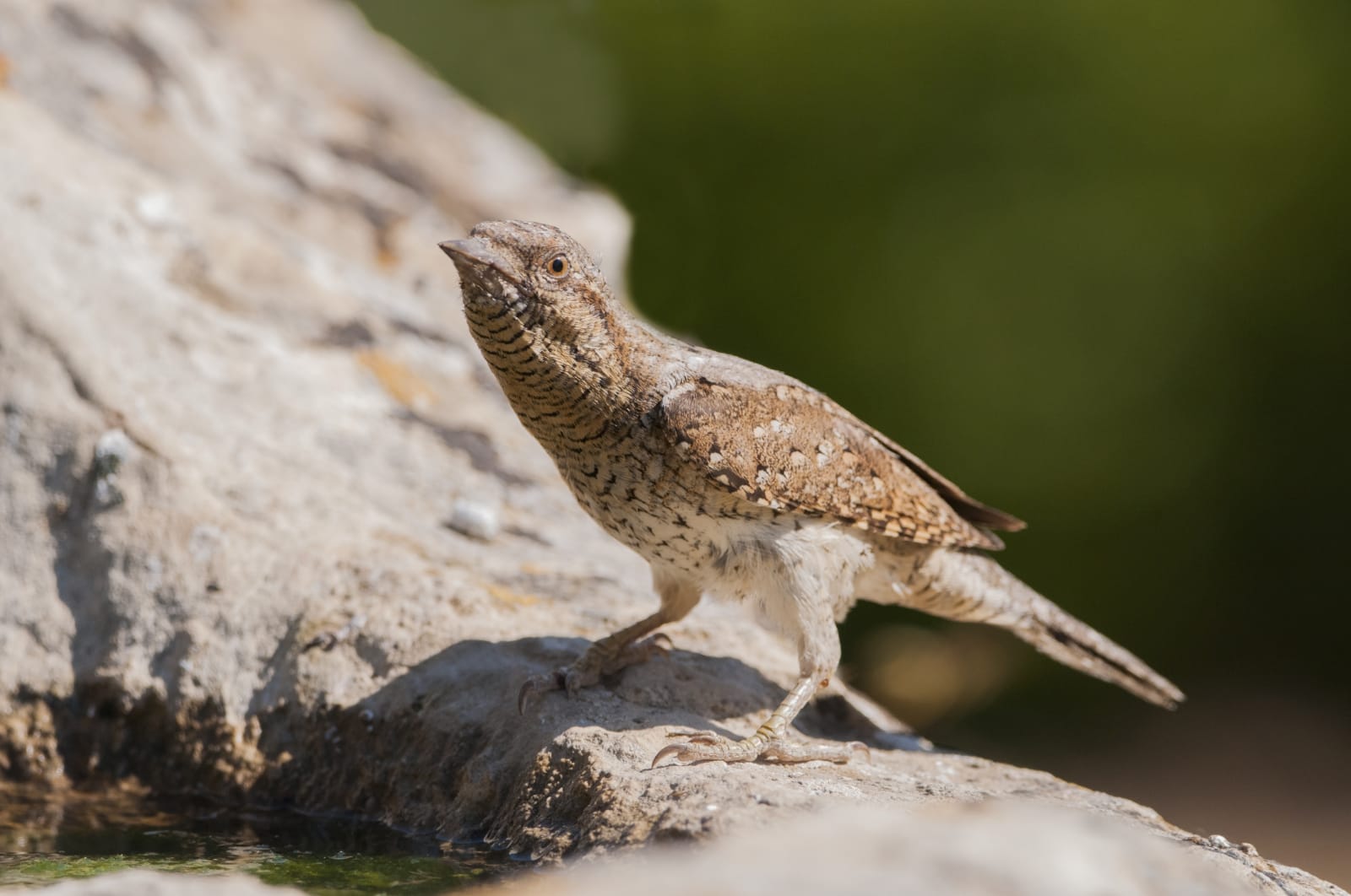 La caseta de l'òliba: La calor apreta i els ocells es concentren!