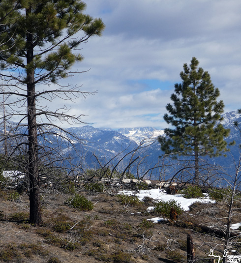 Gary-Summer: February 10, 2021 - Boole Tree Road