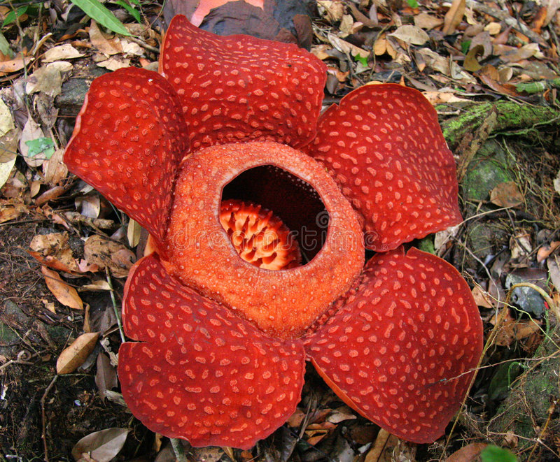 Hydnora africana