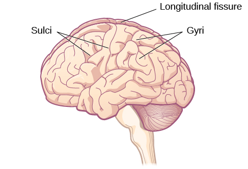 Simple Anatomy: Superolateral Surface of Brain