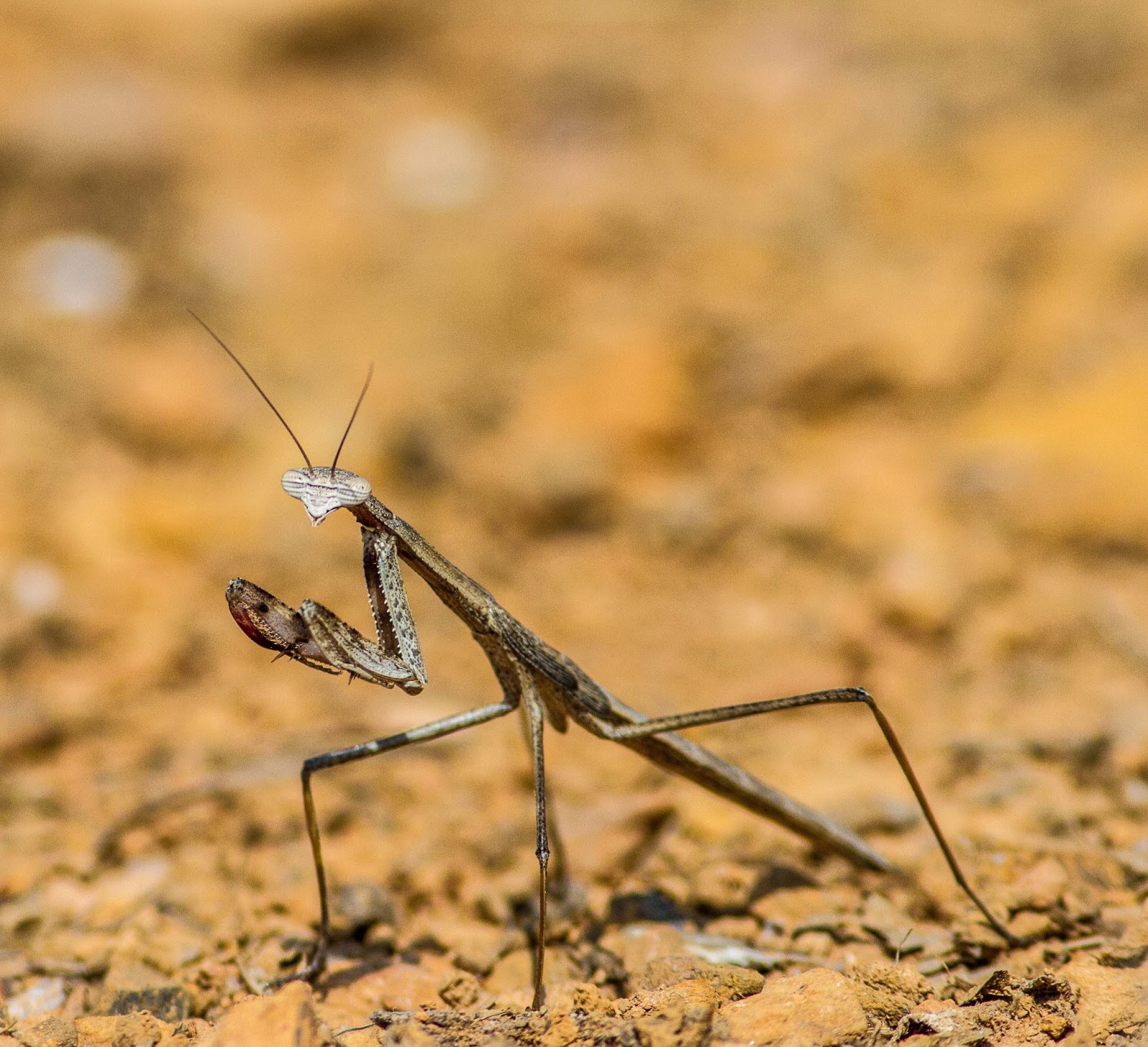 Musicroom's Imaging: Praying Mantis