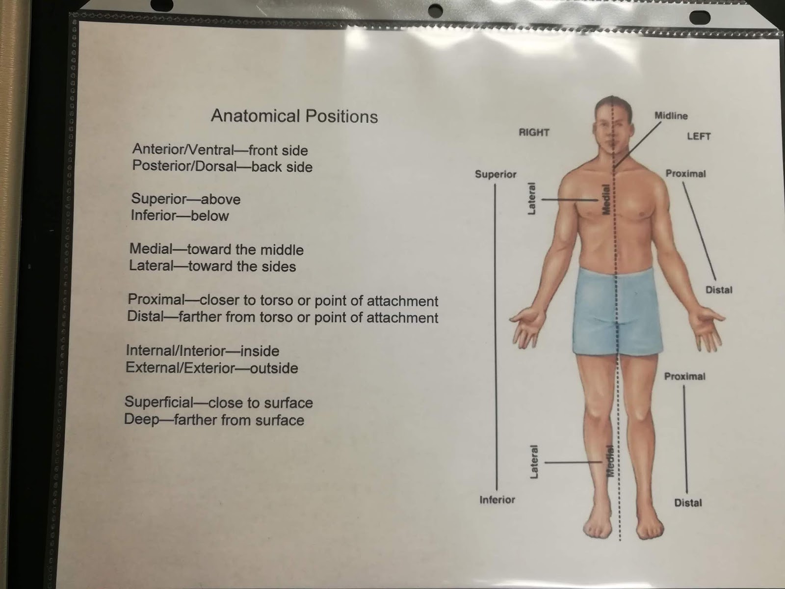 Middle School Mad Scientist: Pickle Autopsy: Teaching Anatomical ...