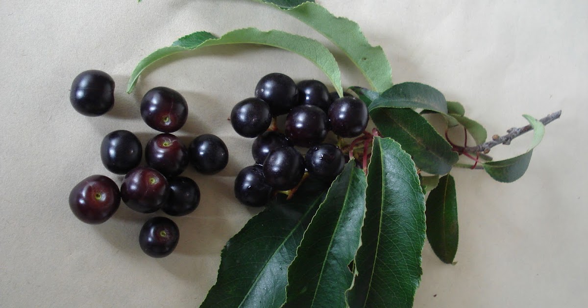 VIDA SANA ECUADOR: DULCE DE CAPULÍ