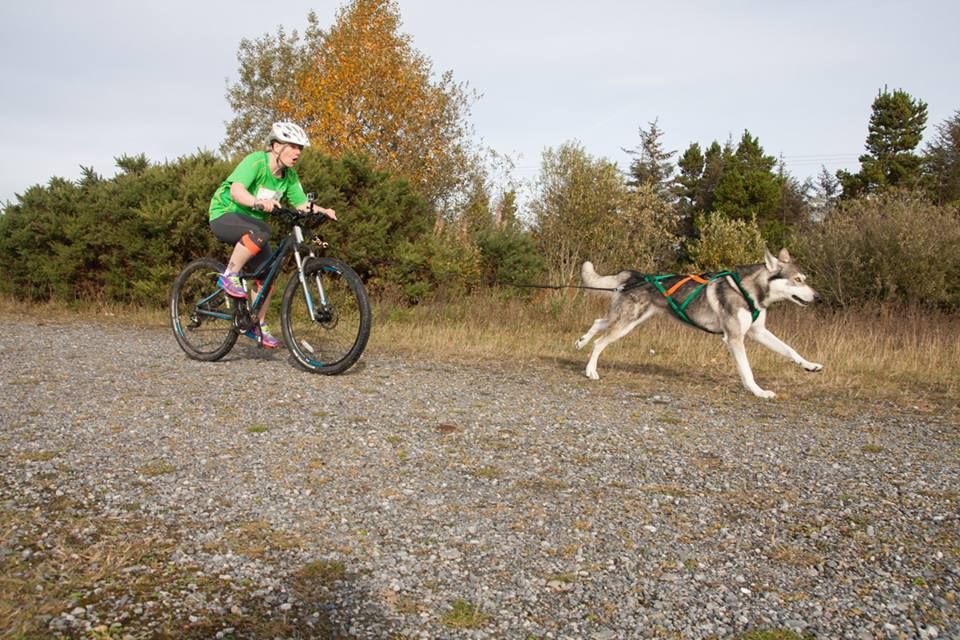 Running in Ireland: Canicross - Cross Country Running with your Dog