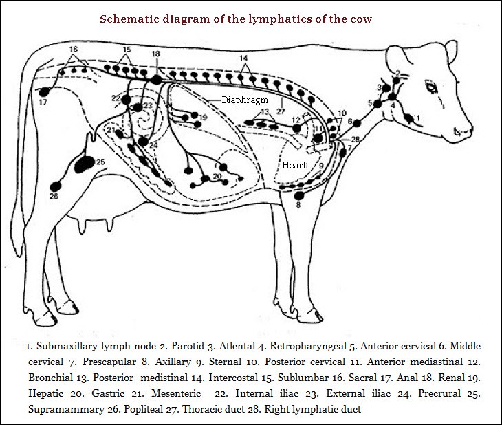 Lymph Nodes In The Thoracic Cavity