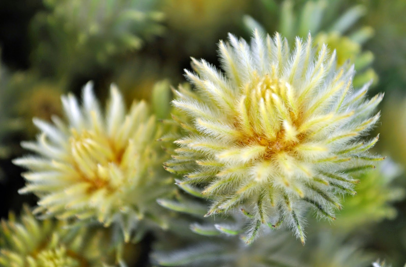 A Passion for Flowers: Phylica Pubescens – Featherhead
