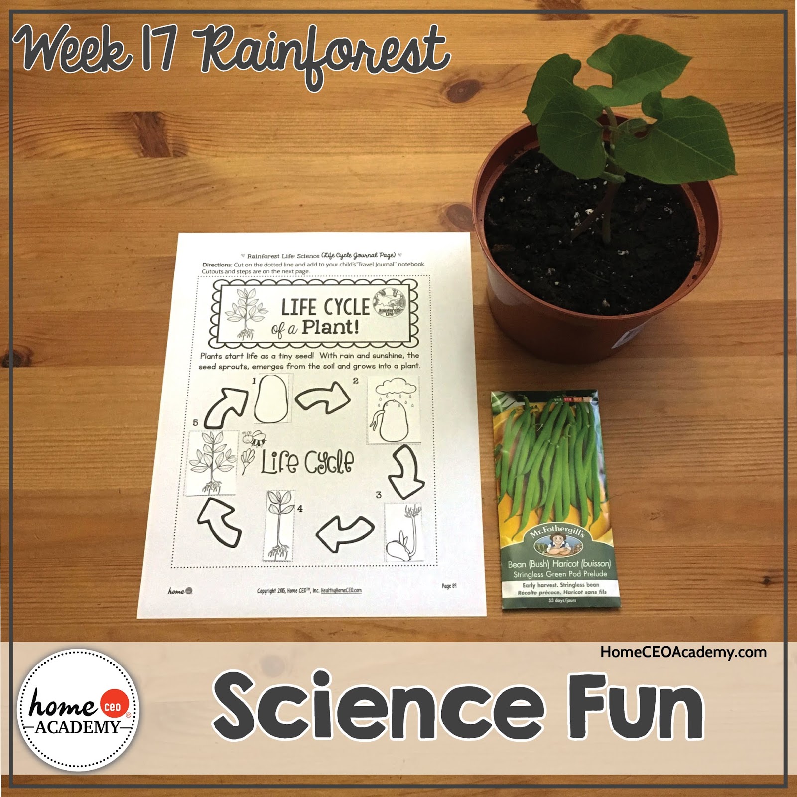 Preschool Habitats: Rainforest Theme by Home CEO Academy