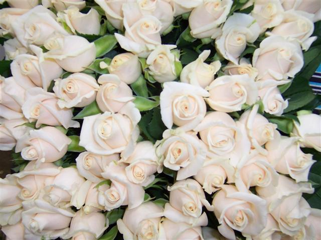 TRAVEL IN A GARDEN: Tonight, the Prima at La Scala, Milan.