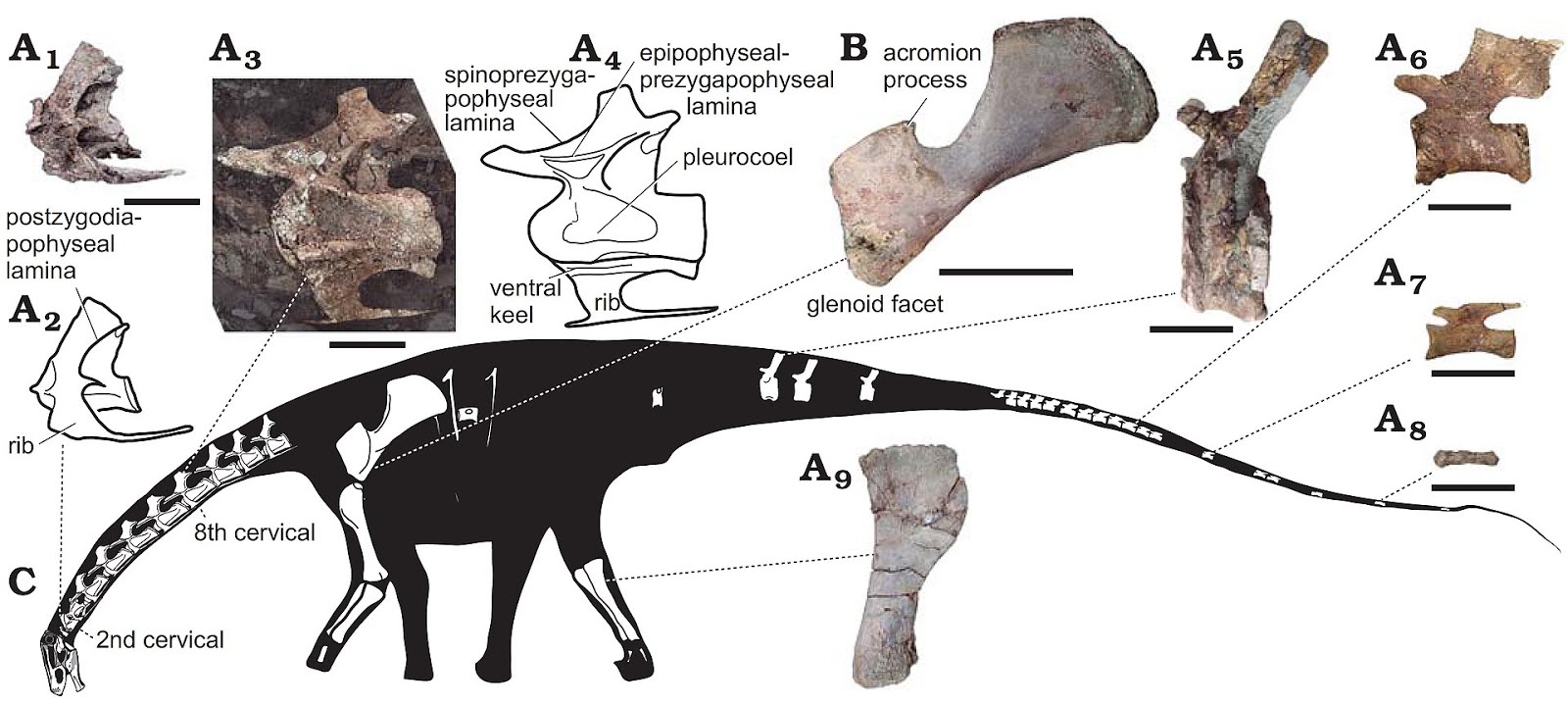 Species New to Science: [Paleontology • 2018] Lavocatisaurus agrioensis ...