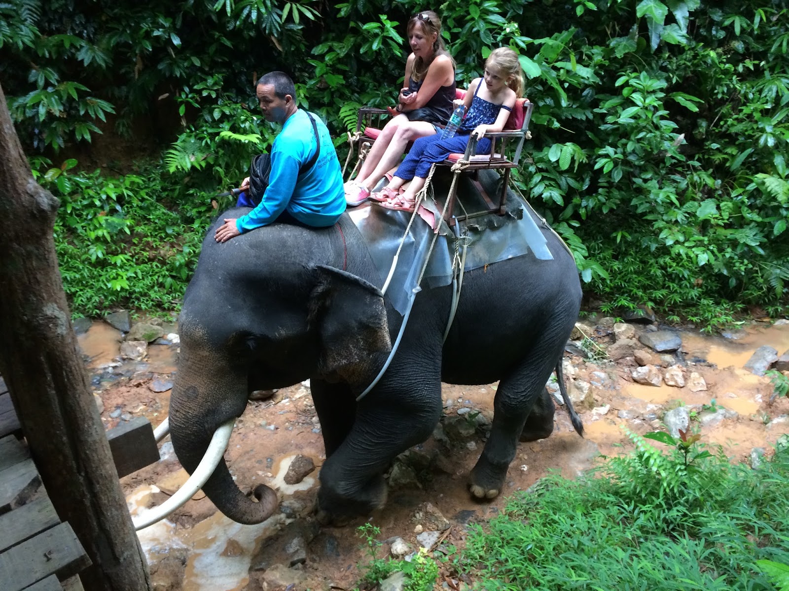 Olifant rijden | Fardau Mulder