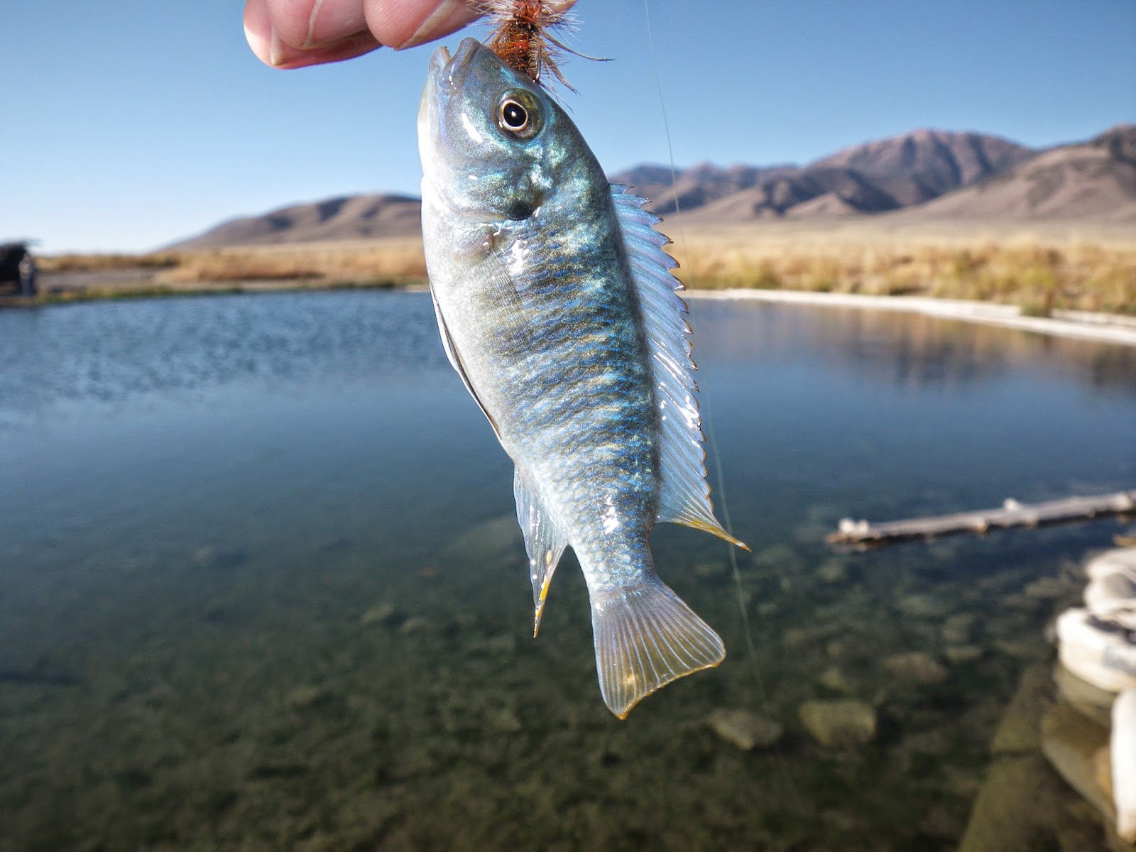 The Fish Biologists: Invasive aquatic species...increasingly common and ...
