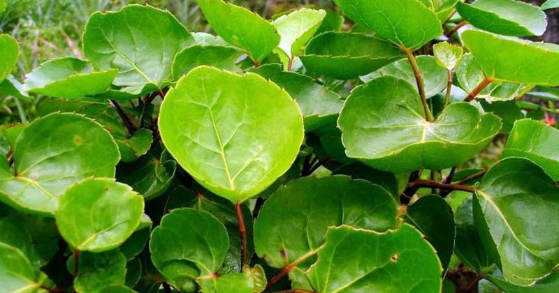 ASRI: Tanaman Daun Mangkokan (Polyscias scutellaria (Burm. f.) Fosberg)