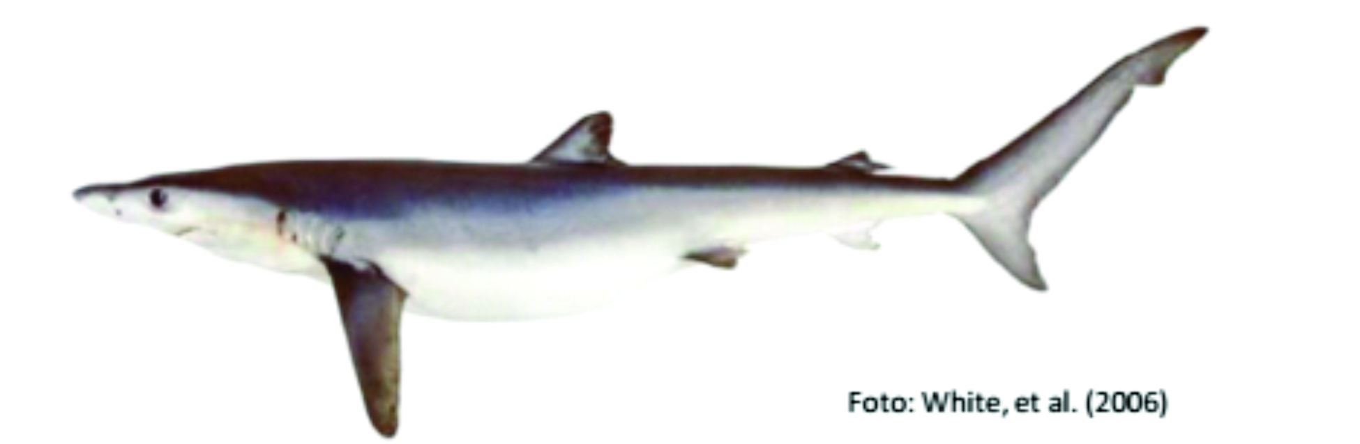 Jenis - Jenis Ikan Hiu Yang Ada di Indonesia (Part 4) - Lalaukan