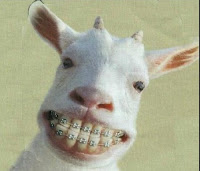 Hilarious Goats Screaming Like Humans!: August 2013