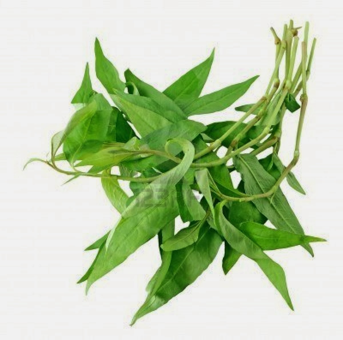 Kỹ thuật trồng cây rau răm | Farmvina Cây Kiểng