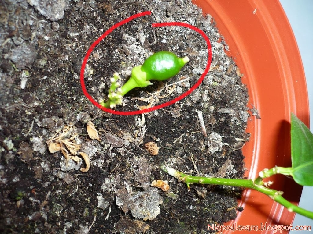 niepodlewam: Rozmnażanie cytryny - aby zakwitła