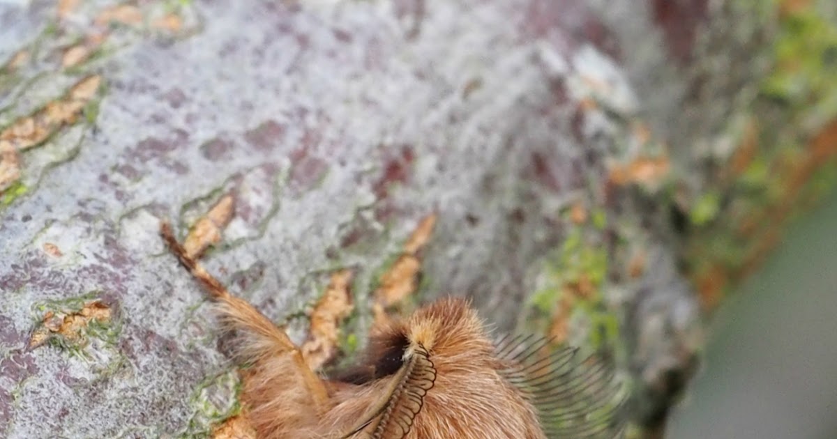 Bill's Birding: Plumed Prominent