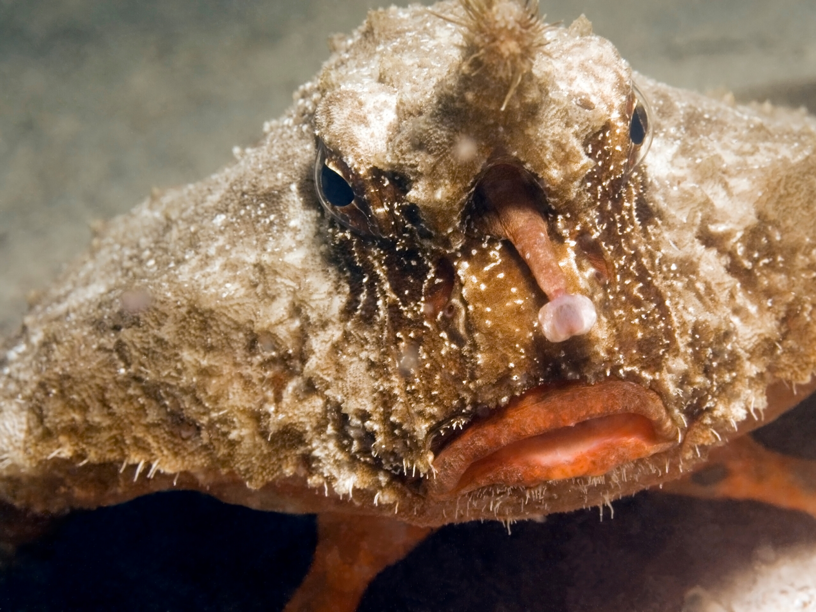 FOSSIL HUNTRESS: RED LIPPED BATFISH