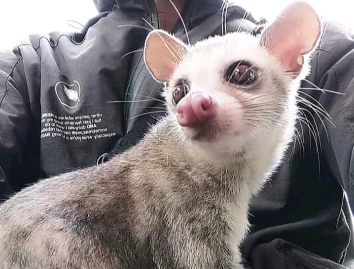 10 Kebiasaan Musang yang Wajib Diketahui Sebelum Mulai Memelihara ...