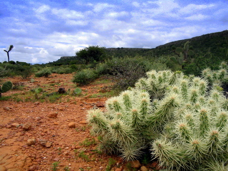 FRIDA CORTES: MATORRAL XEROFILO