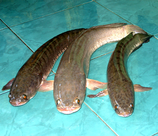 Ikan Gabus (Channa striata) | Biota Dunia Perairan