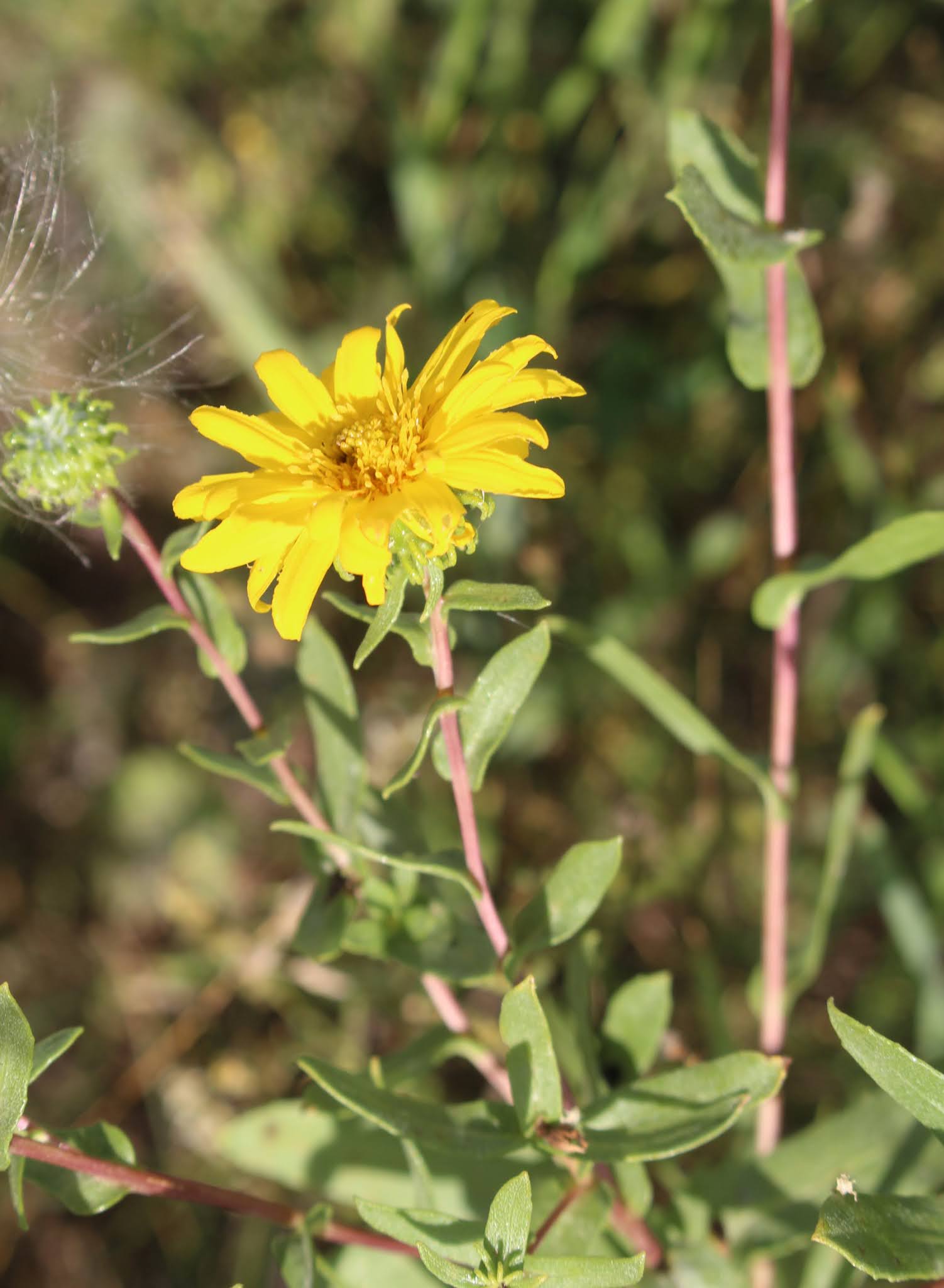 Assiniboine Forest Plant Life: Weeds in the Assiniboine Forest