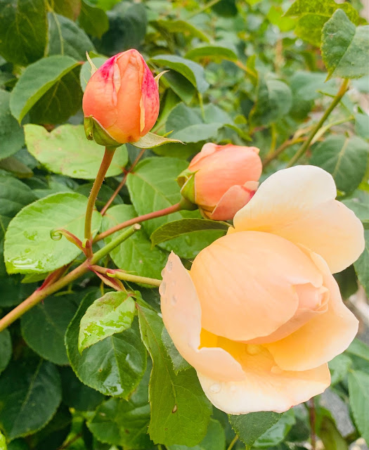 hostess of the humble bungalow: Roses and reading...
