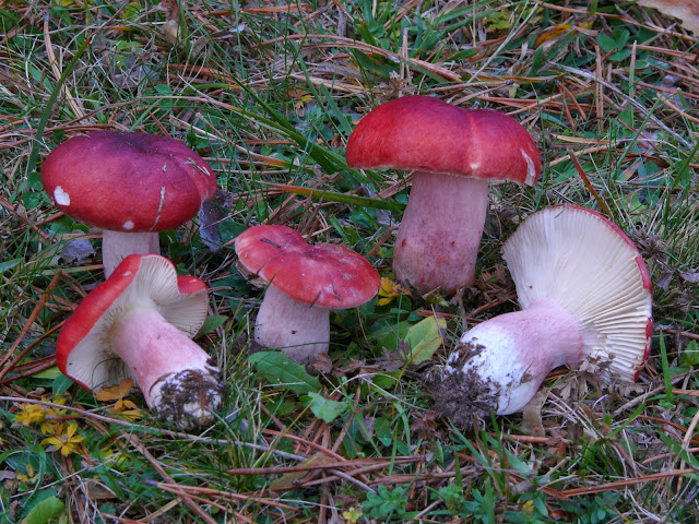 A setas por Asturias: Russula sanguinea
