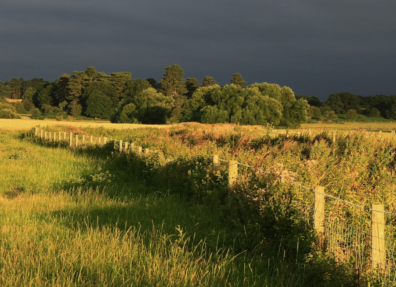 The Breckland Birder: Little Cressingham, Norfolk