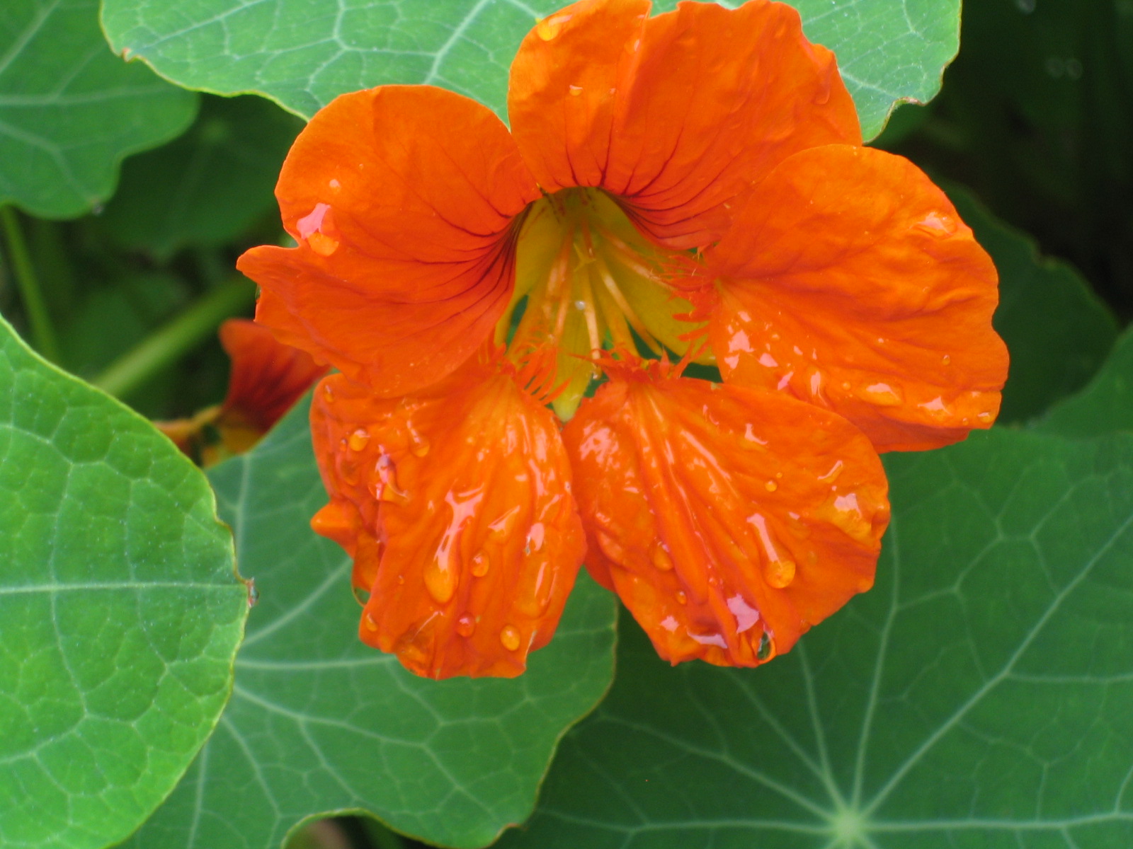 INFOCOSMETICA ENERGY: CAPUCHINA (Tropaeolum majus) PRESENTE EN LA CREMA ...