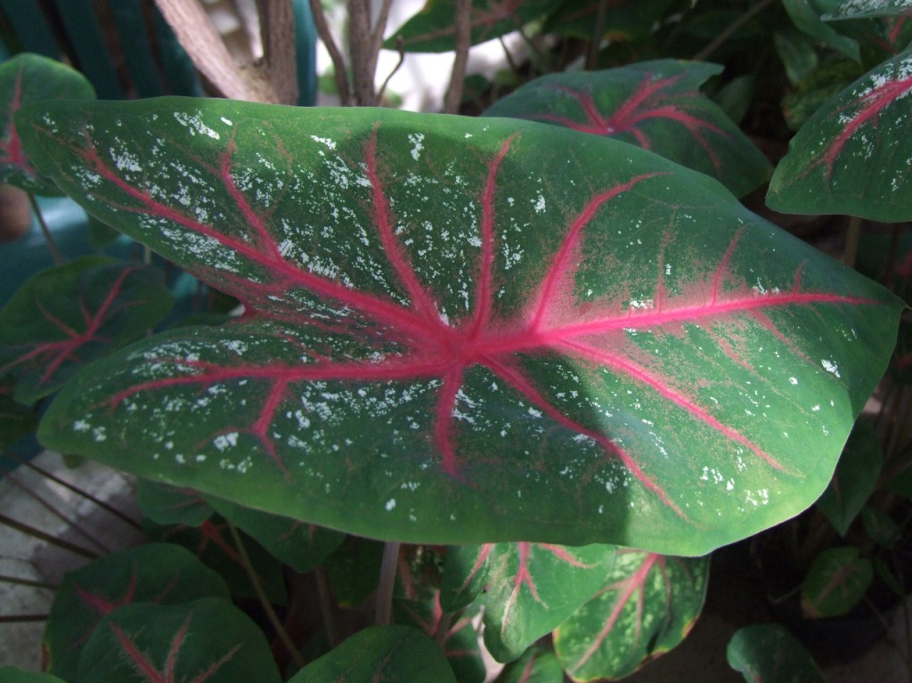 Caladium bicolor | Pustaka Flora | Database Tanaman Landscape