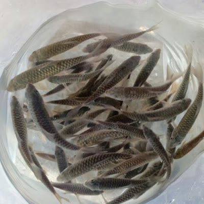 Paku Midin: Empurau Fish - KING OF THE RIVER