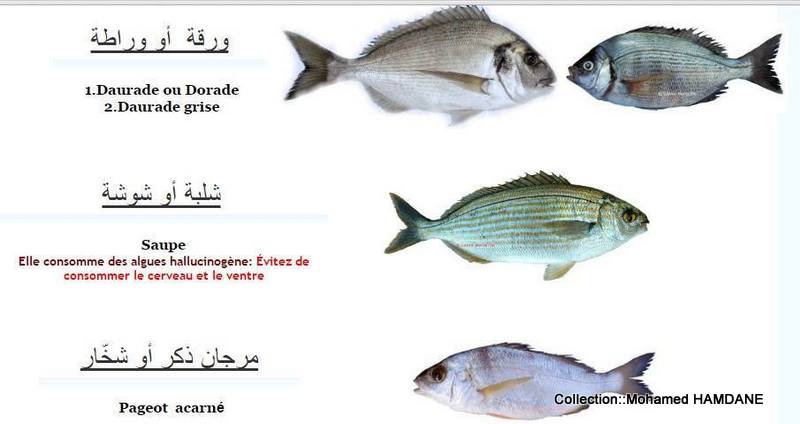 CULTURE et PATRIMOINE DE TUNISIE EN IMAGES- MOHAMED HAMDANE-ثقافة وتراث ...