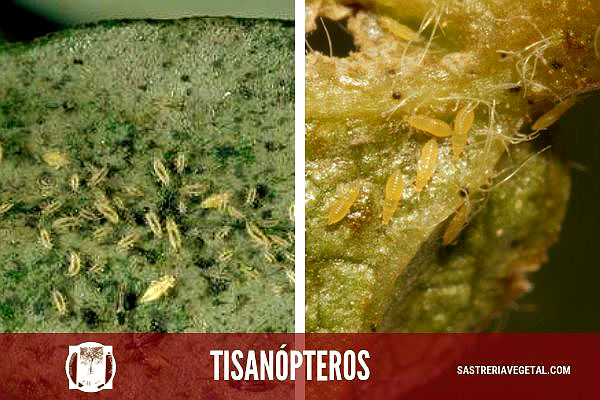 Lombrices Nerviosas: Los Thrips o Trips