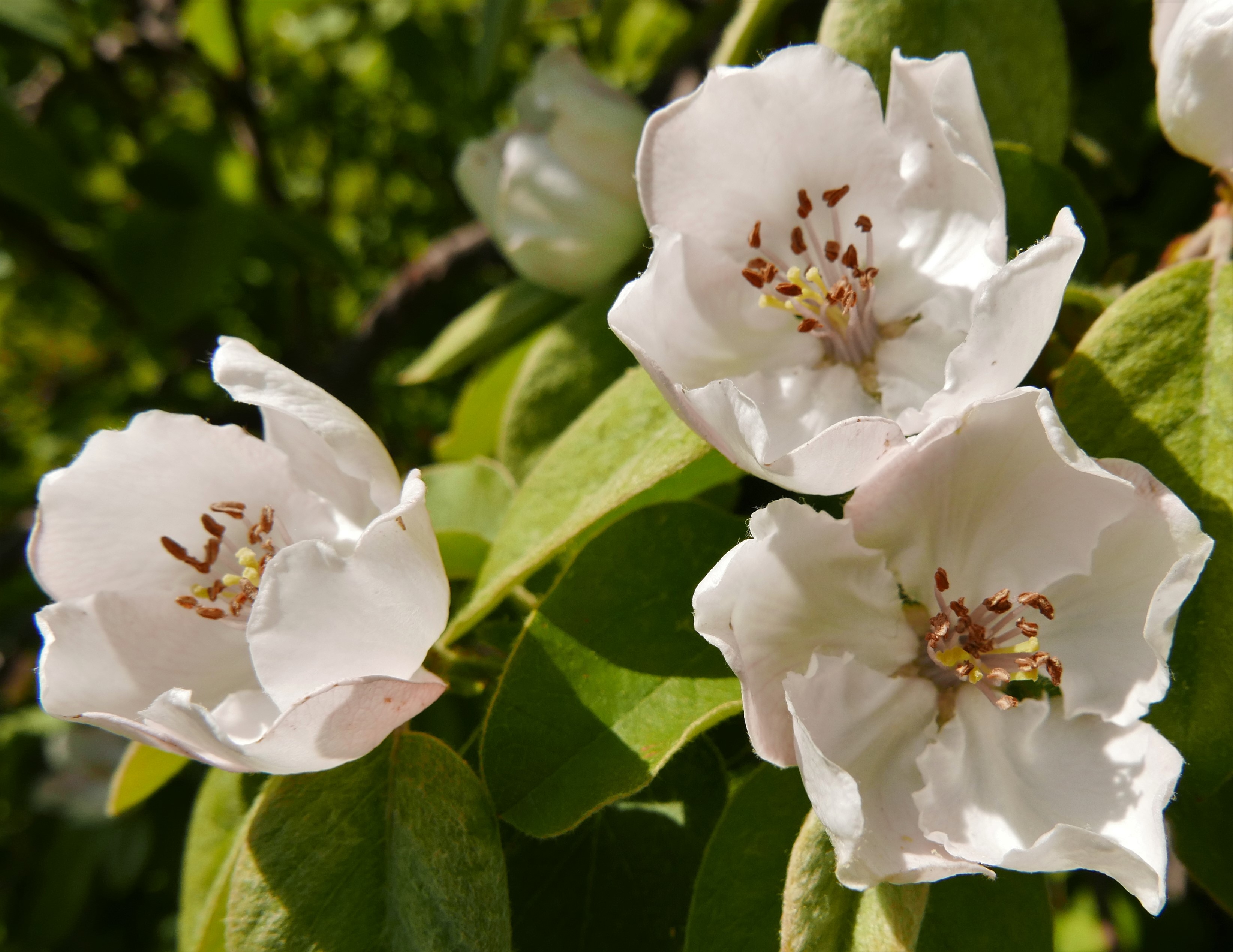 a lluc de cuc: Flor inferovàrica de codonyer Cydonia oblonga Mill. (1)