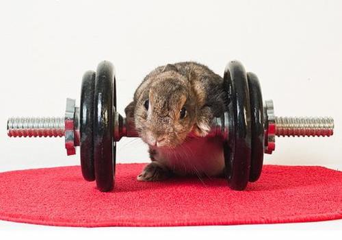 Dois Coelhos: Bunny workout