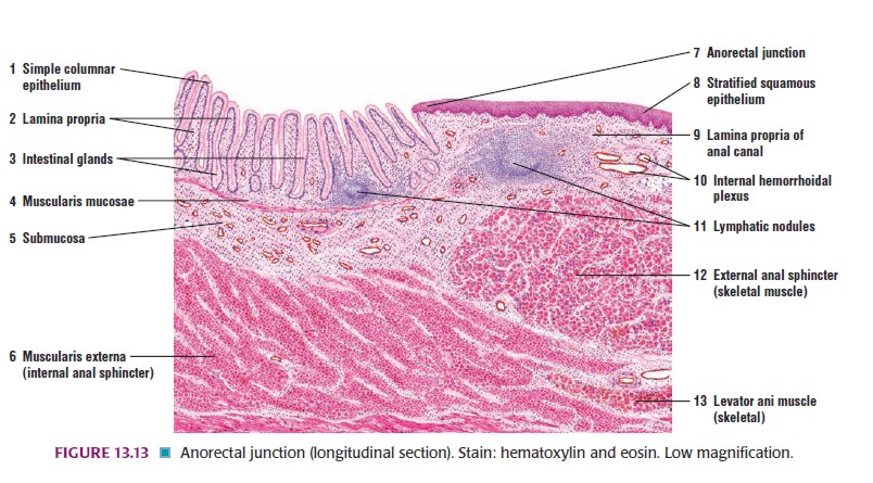 Histologi Sistem Pencernaan-Usus Halus dan Usus Besar | BlogK Putih