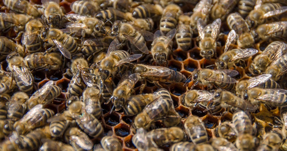 Матичен млеч